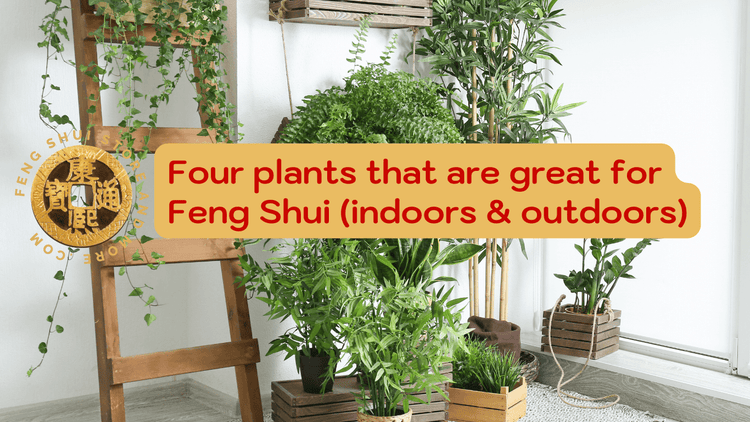Four plants that can bring you luck and prosperity in your home and wo ...